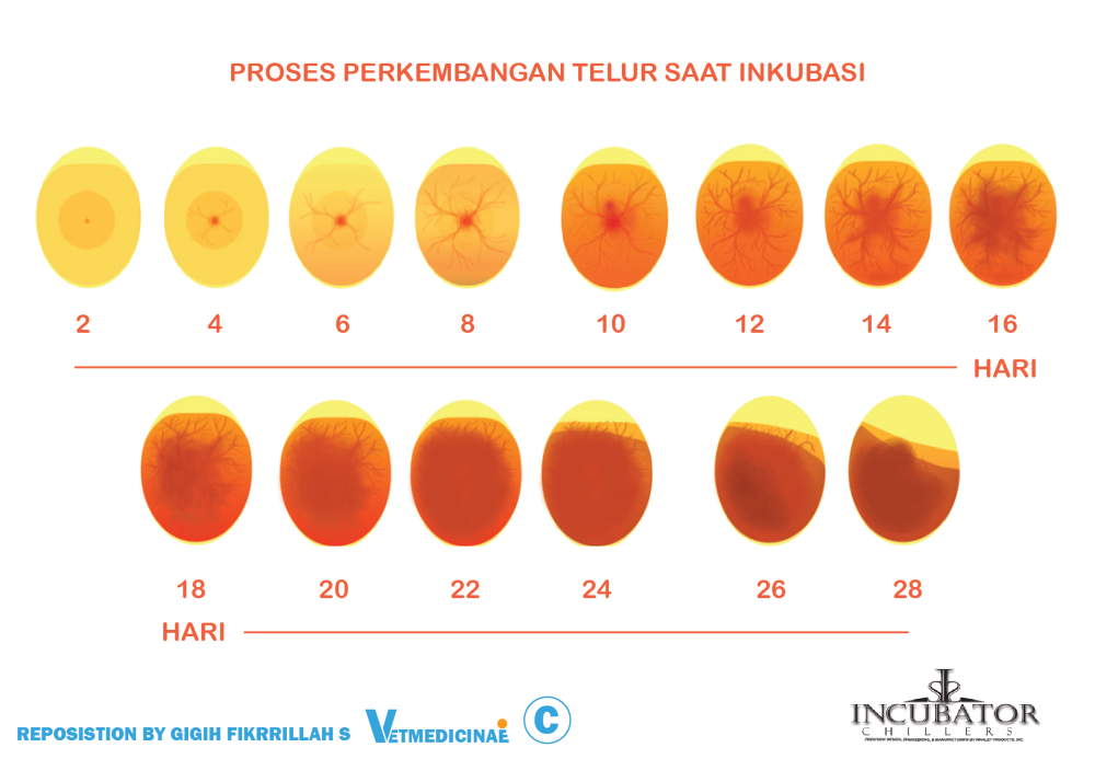 Proses Pembentukan Telur Ayam » VETMEDICINAE