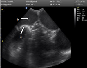 Studi Kasus : Pyometra Pada Kucing Ameng » VETMEDICINAE