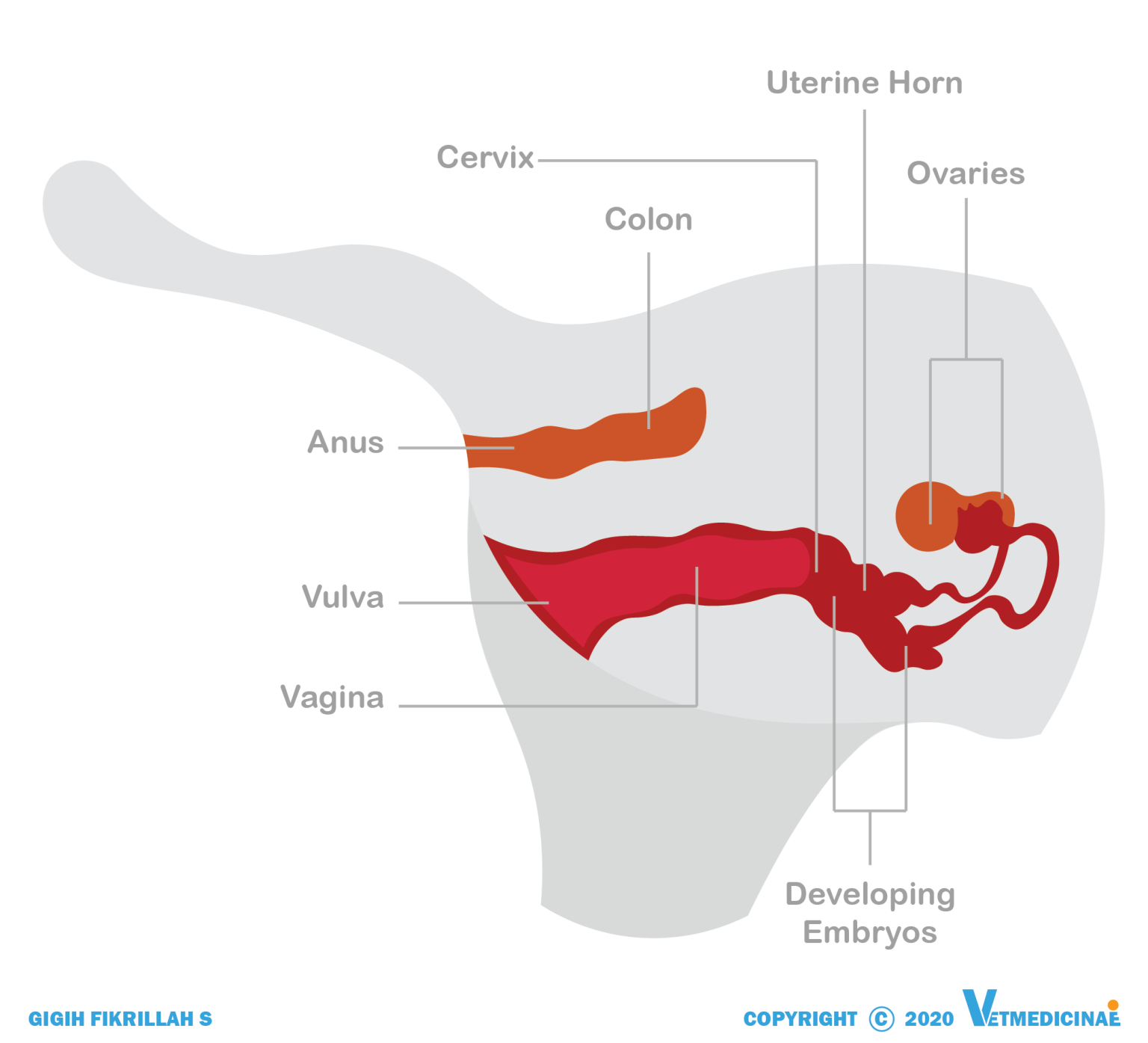 Sistem Reproduksi Kucing » VETMEDICINAE