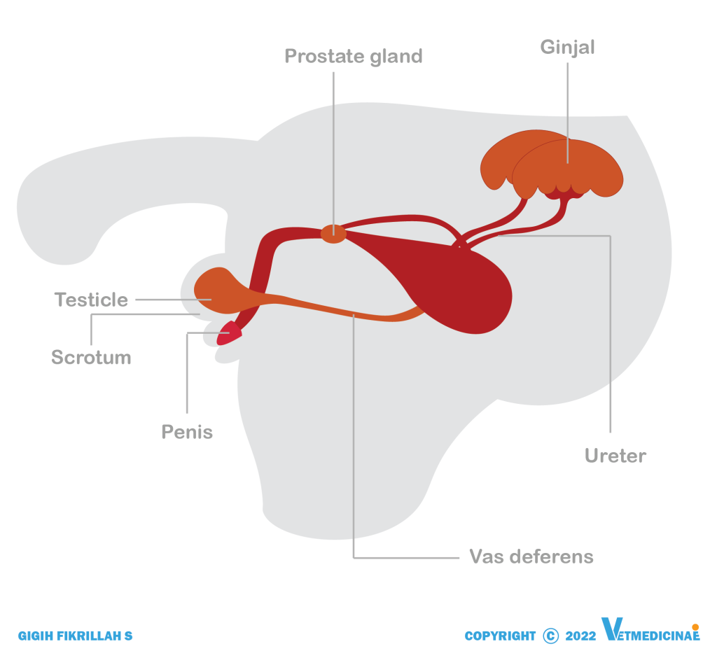 Sistem Reproduksi Kucing » VETMEDICINAE