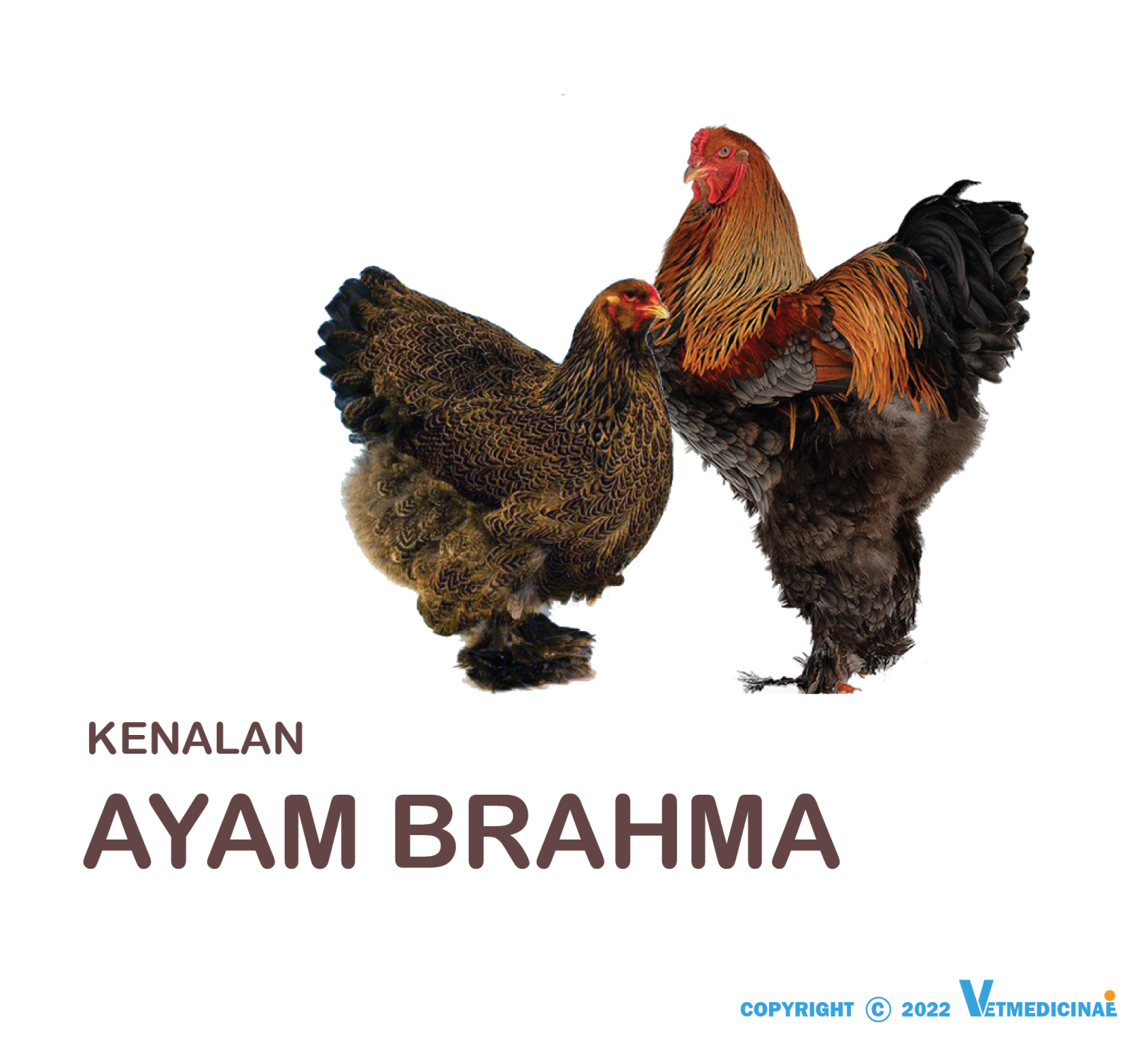 6 Jenis Ayam Brahma Terbesar Di Indonesia » VETMEDICINAE