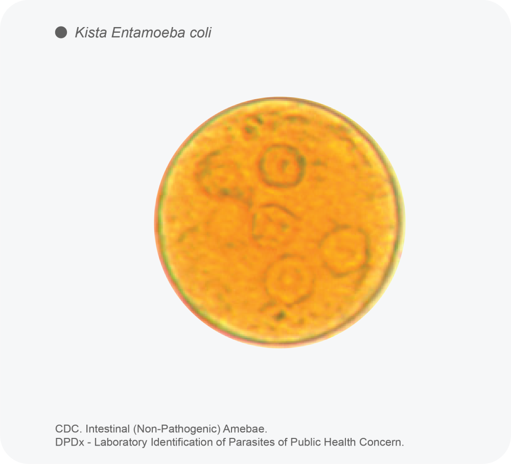 Protozoa Entamoeba Coli » VETMEDICINAE