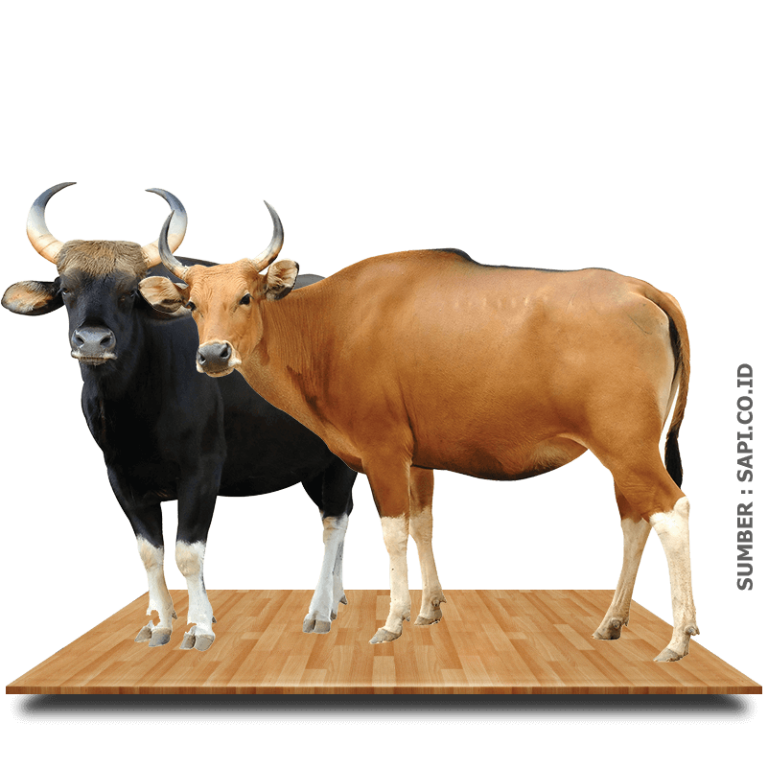 8 Jenis Sapi Lokal Indonesia » VETMEDICINAE