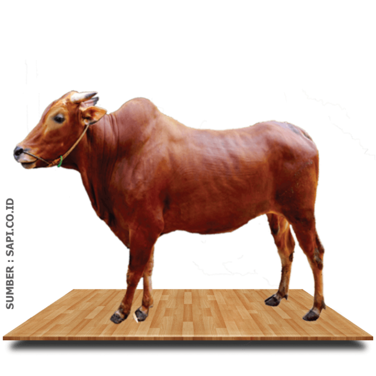8 Jenis Sapi Lokal Indonesia » VETMEDICINAE